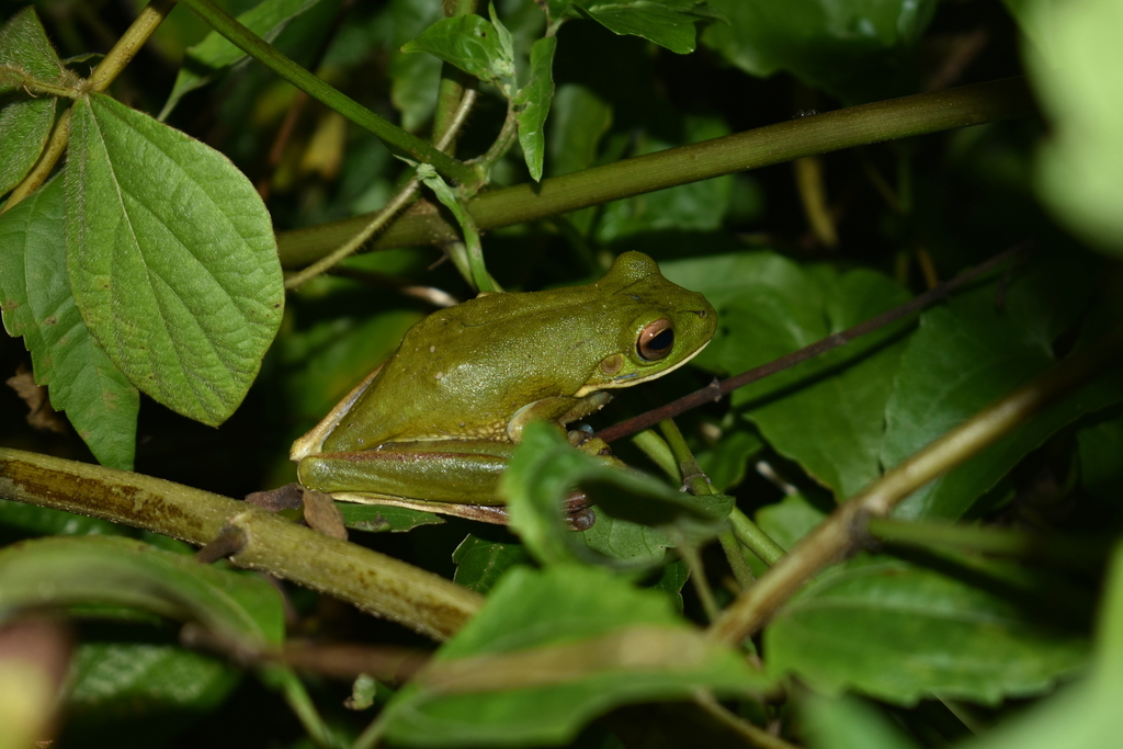 White-lipped Tree Frog from South Buru Regency, Maluku, Indonesia on ...