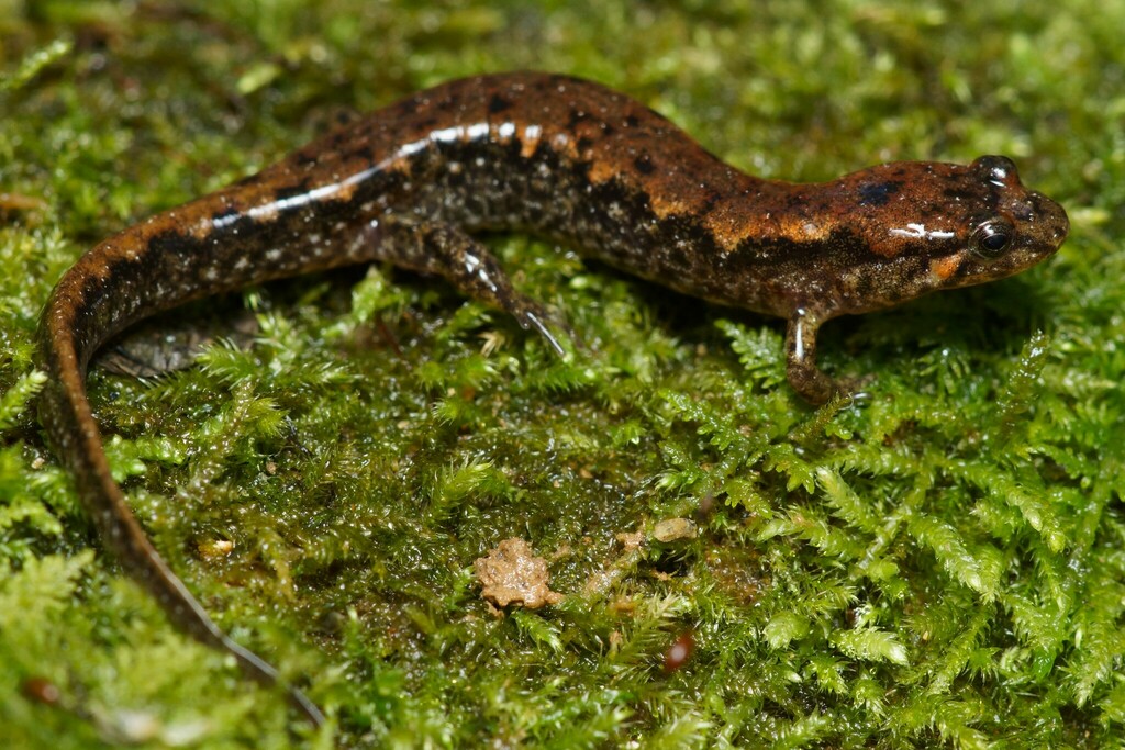 Wolf Dusky Salamander in October 2023 by Max Ramey · iNaturalist