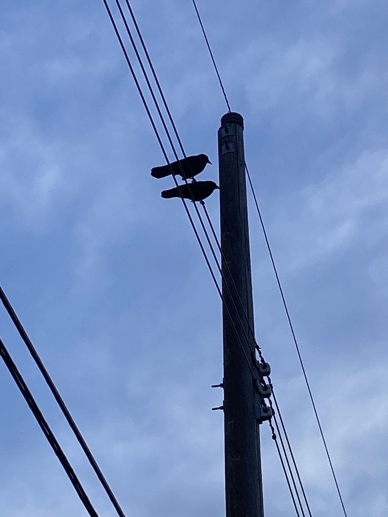 American Crow from 17th Ave NE, Calgary, AB, CA on April 15, 2024 at 07 ...