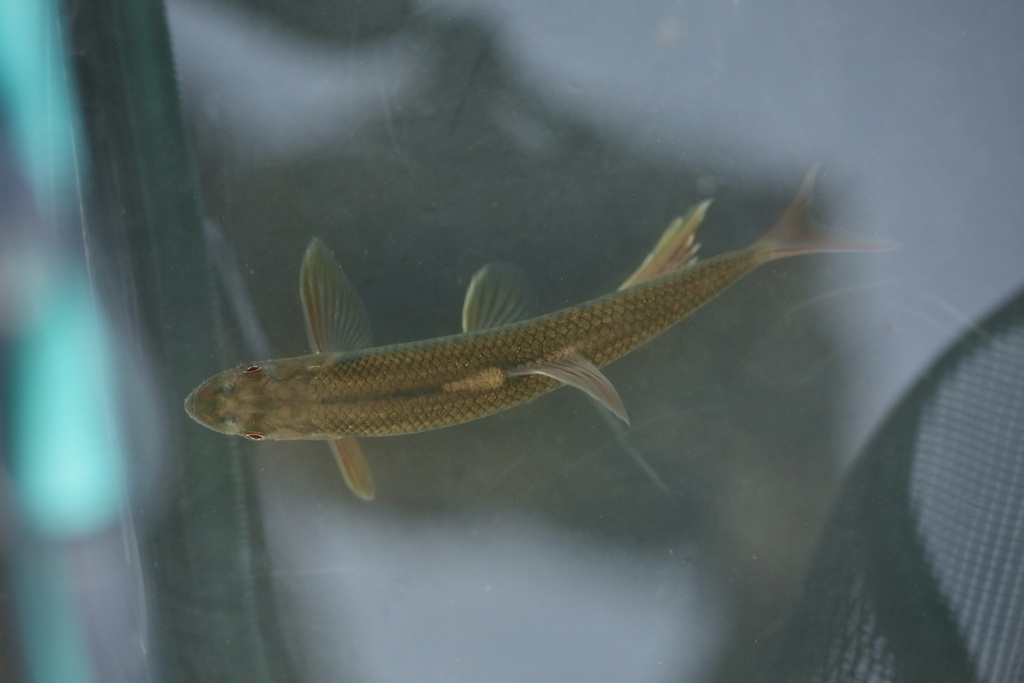 Opsariichthys bidens in April 2024 by Shiqi Zhou. Released immediately ...
