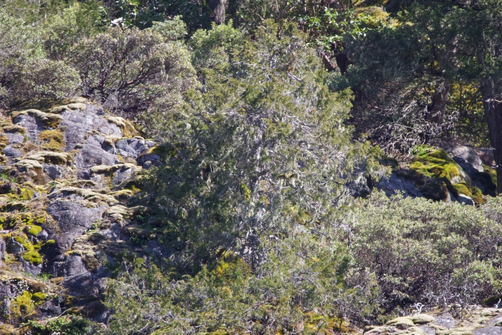 Rocky Mountain Juniper from Nanaimo, BC, Canada on March 31, 2024 at 11 ...