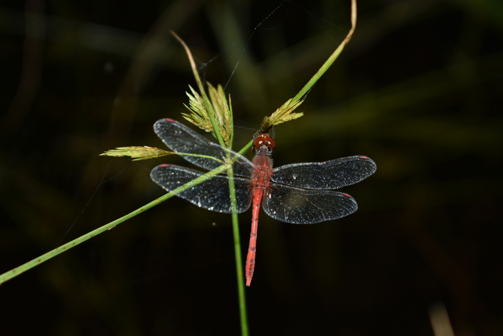 Perchers from South Buru Regency, Maluku, Indonesia on June 5, 2023 at ...