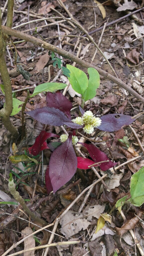 Ruby Leaf in October 2016 by PeterCopping · iNaturalist