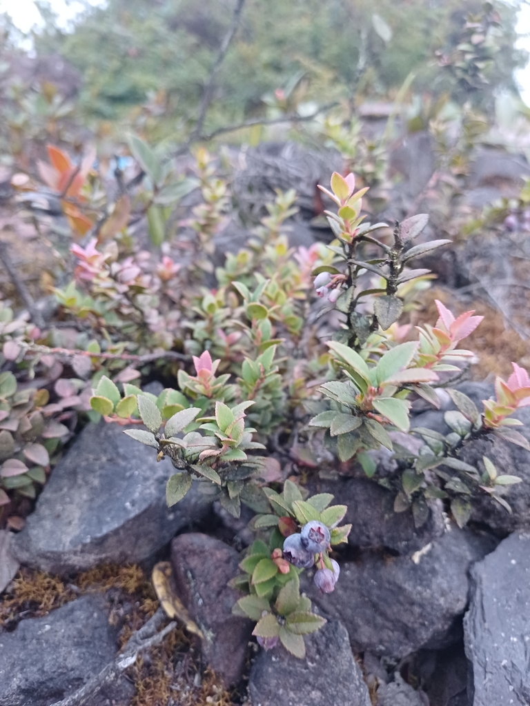 Andean blueberry from Papallacta, Ecuador on April 14, 2024 at 06:01 PM ...
