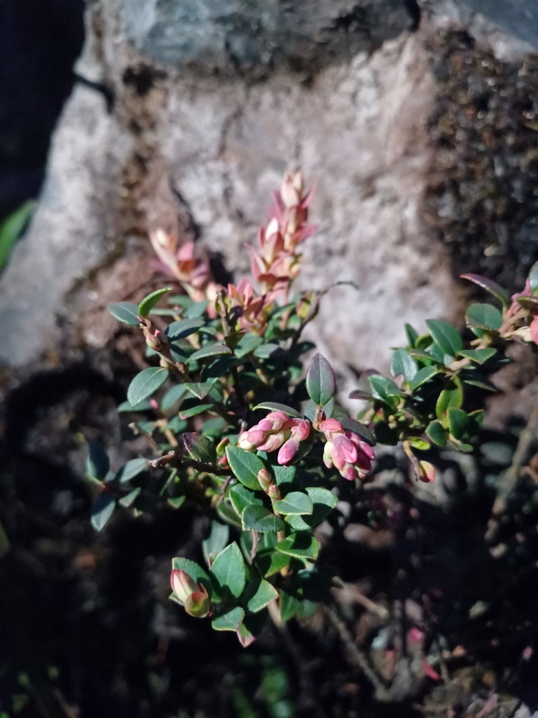 Andean blueberry from Papallacta, Ecuador on April 14, 2024 at 06:33 PM ...