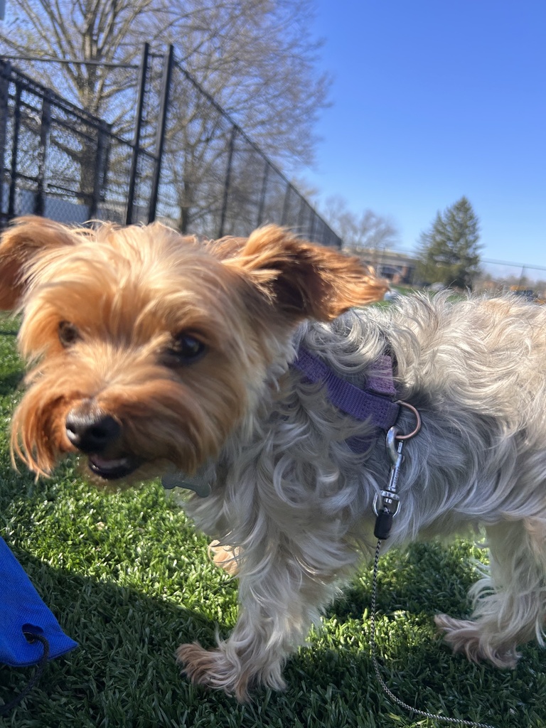 Domestic Dog from Binghamton University State University of New York ...