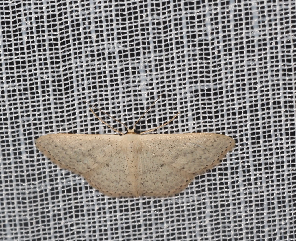 Varied Wave Moth from Long Forest VIC 3340, Australia on April 13, 2024 ...