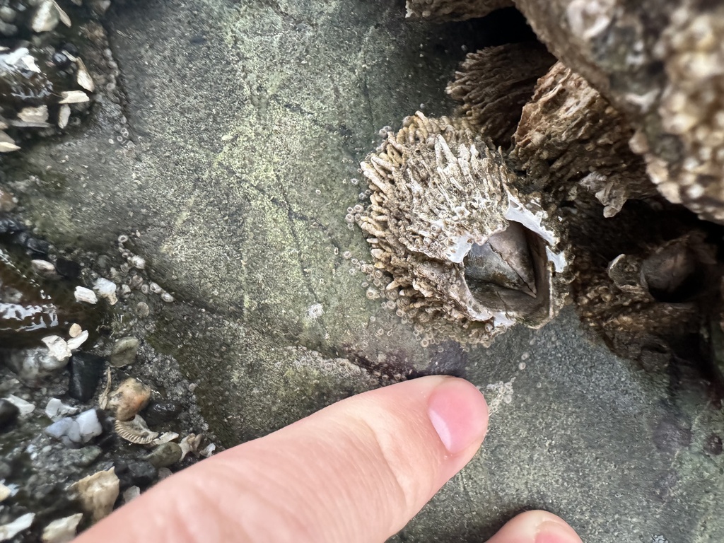 Thatched Barnacle from North Beach, Seattle, WA, US on April 15, 2024 ...