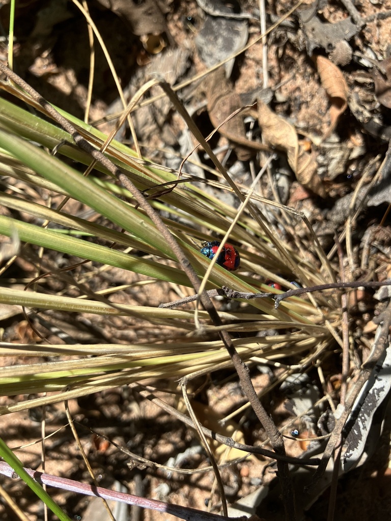 Red Jewel Bug from Prince Regent River, WA, AU on April 11, 2024 at 12: ...