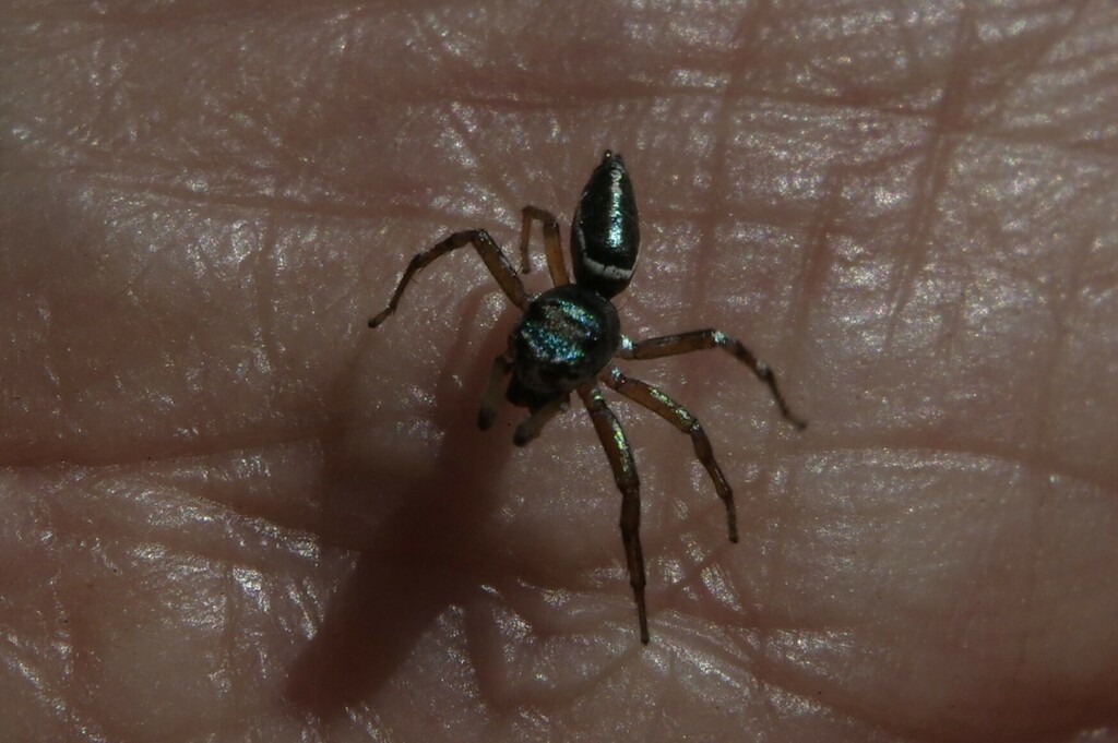 Iridescent Jumping Spiders from Maryborough QLD 4650, Australia on ...