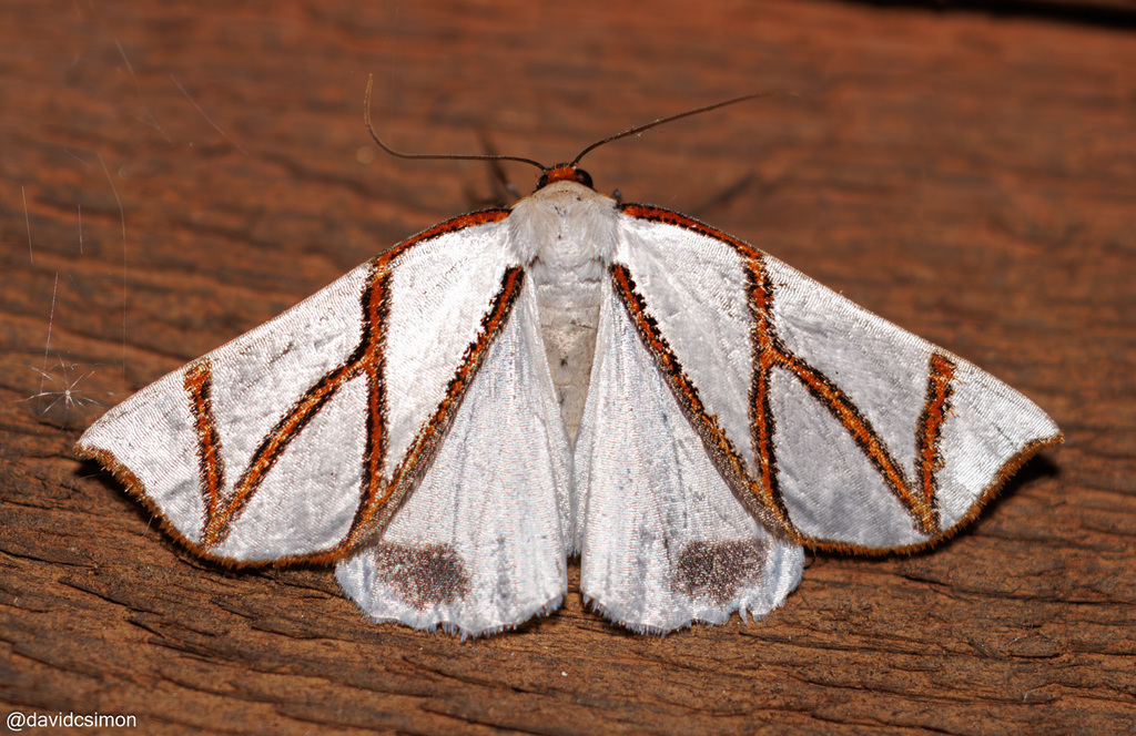 Clara's Satin Moth from Bowen Mountain NSW 2753, Australia on April 15 ...