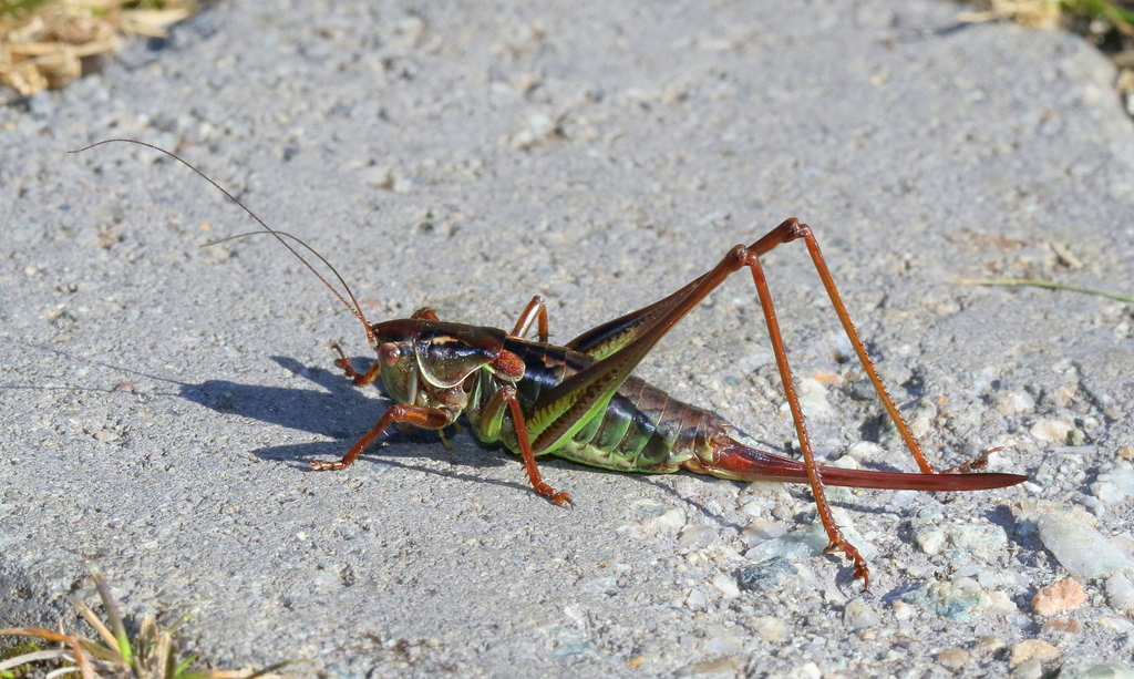 Australian Shield-back from Kosciuszko National Park on April 14, 2024 ...
