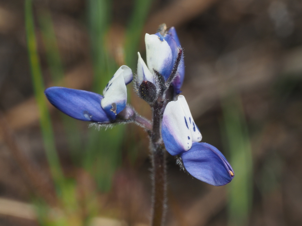 Miniature Lupine (Wildflowers @ Byrne Preserve) · iNaturalist