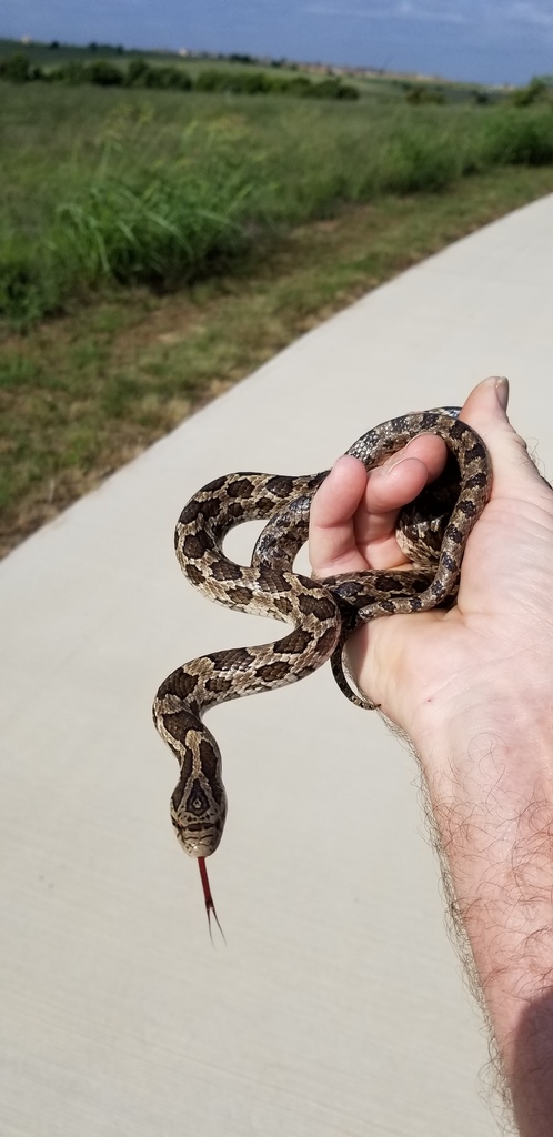 Prairie Kingsnake from Fort Worth, TX, USA on September 25, 2018 at 10: ...