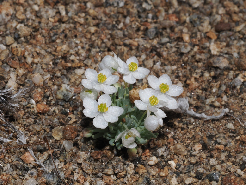 white pygmy-poppy (Poppies of California) · iNaturalist