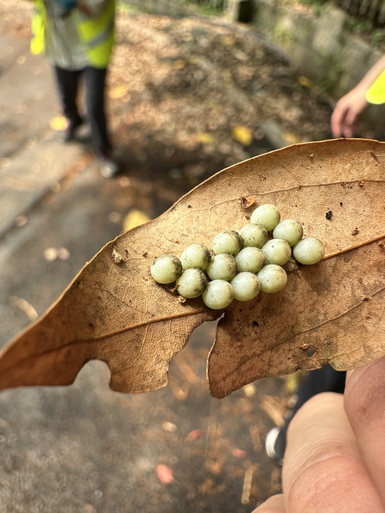 Lychee Stink Bug from 臺灣島, 士林區, TPE, TW on April 16, 2024 at 01:28 PM ...