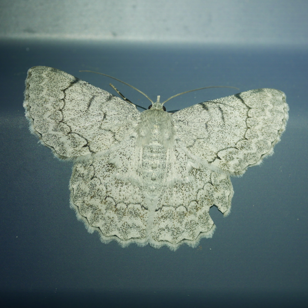 White Looper Moth in January 2024 by bushreader. 5cm wide. Came to ...