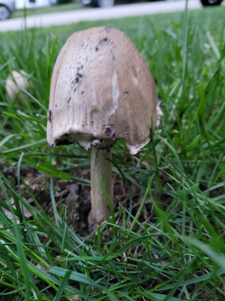 Common Ink Cap from Vancouver, BC V6N 2K2, Canada on April 15, 2024 at ...
