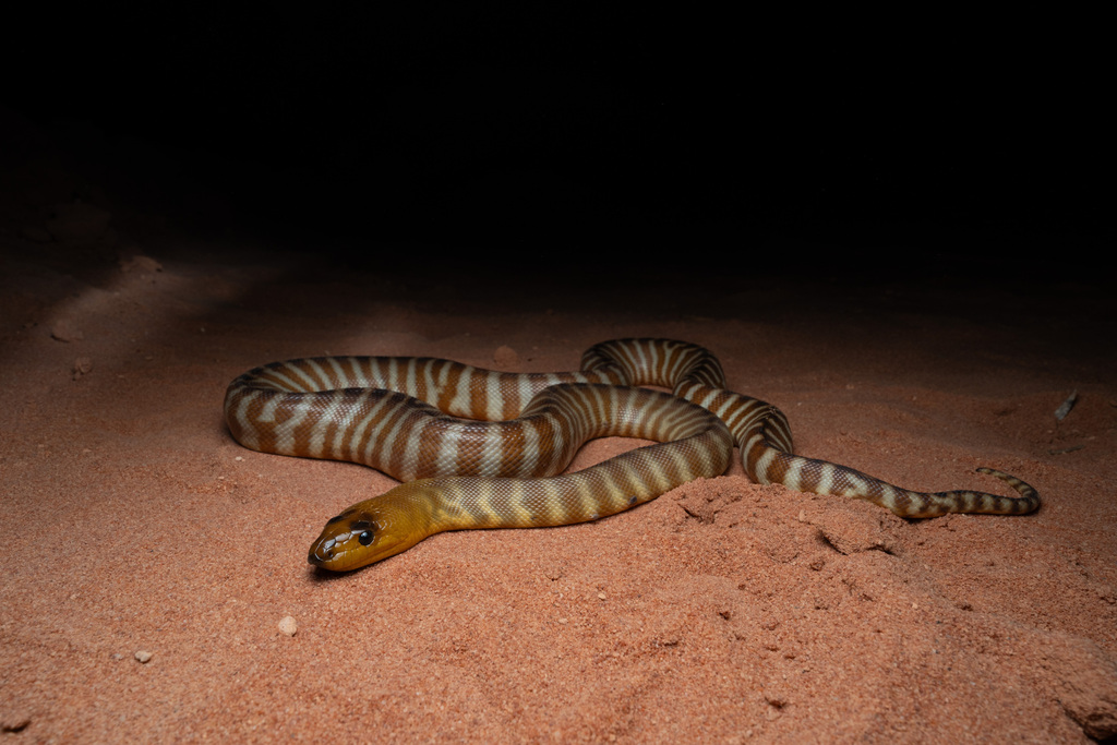 Woma Python in March 2024 by Edward · iNaturalist