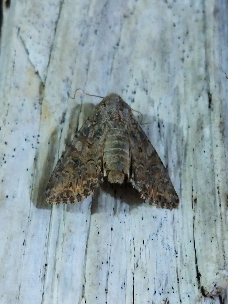 Nutmeg Moth from 4292 Dobri Dol, Bulgaria on April 16, 2024 at 06:18 AM ...