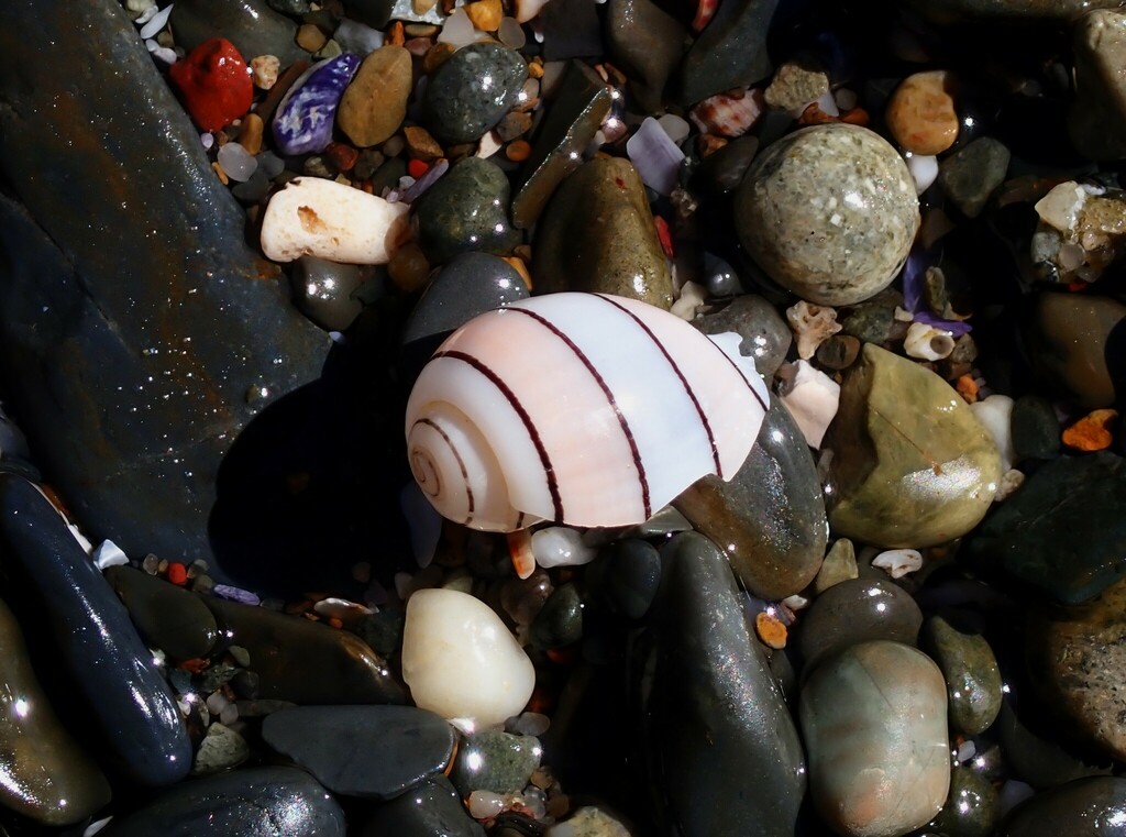 Pink Bubble Snail from Woolgoolga NSW 2456, Australia on April 12, 2024 ...