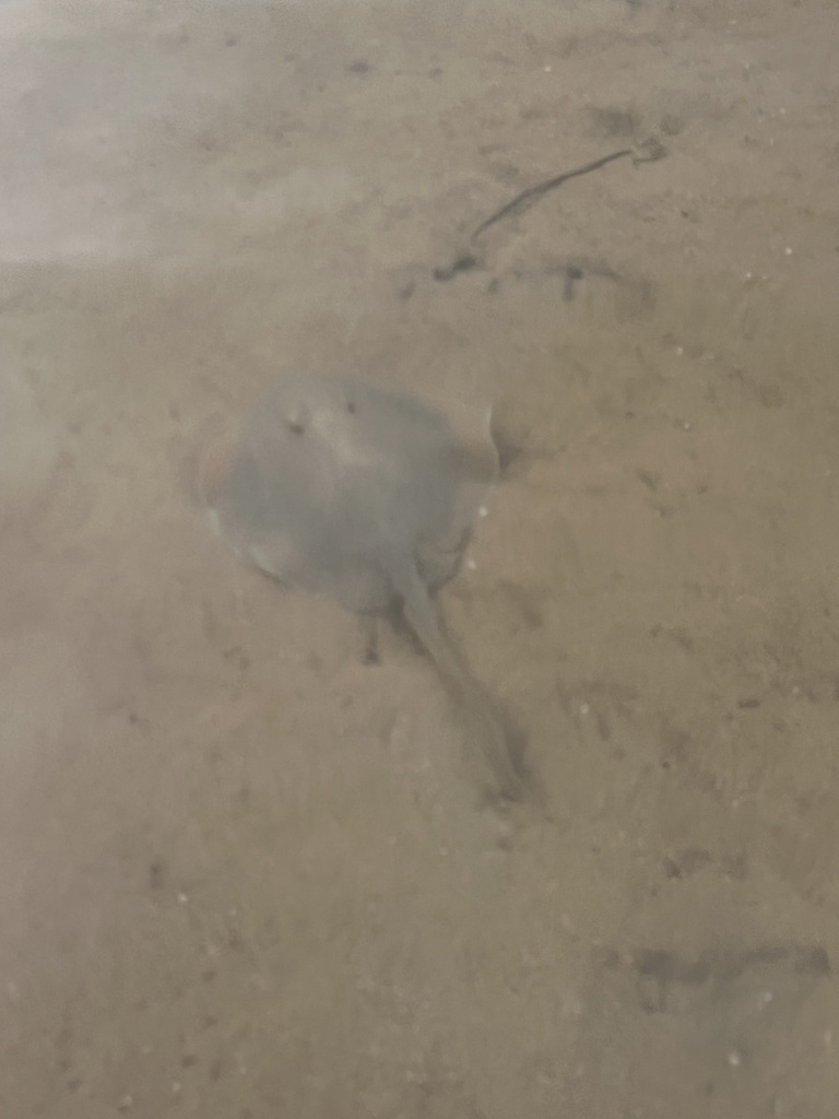 Common Stingaree from Bayview, NSW, AU on April 16, 2024 at 05:30 PM by ...