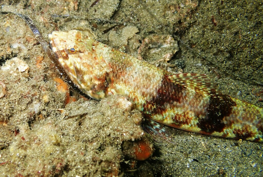 Variegated Lizardfish from Sydney NSW, Australia on April 2, 2024 at 11 ...