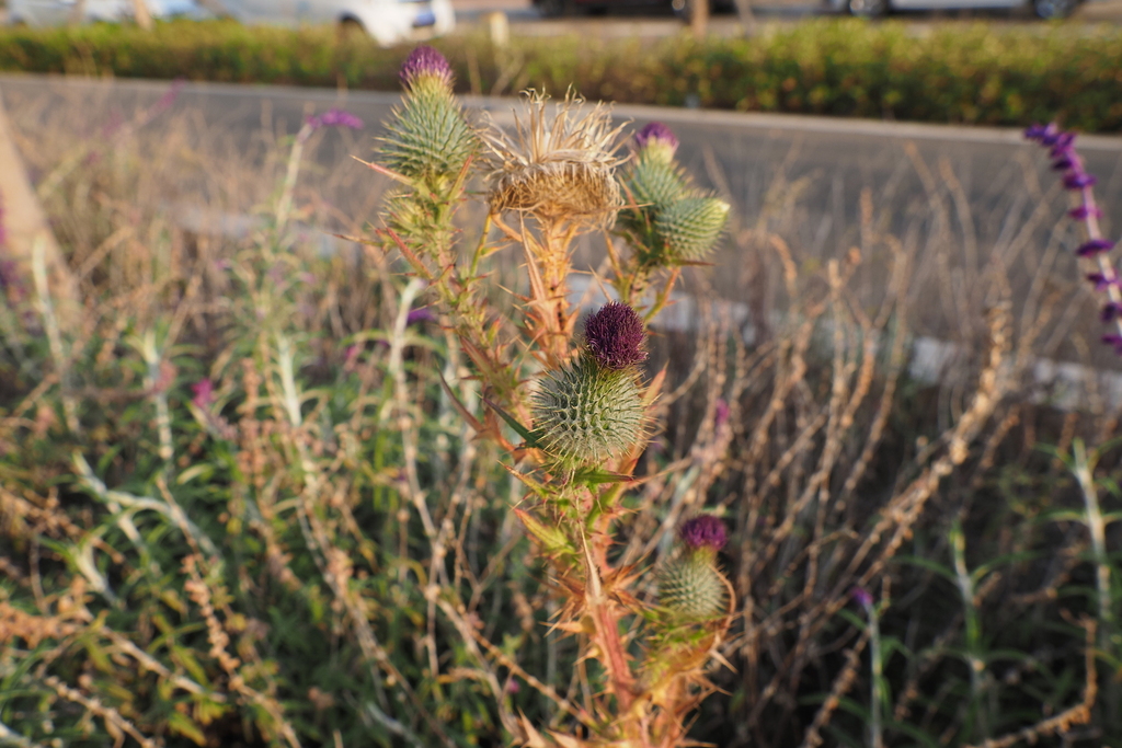 Bull Thistle from Chenggong District, Kunming, Yunnan, China on March ...