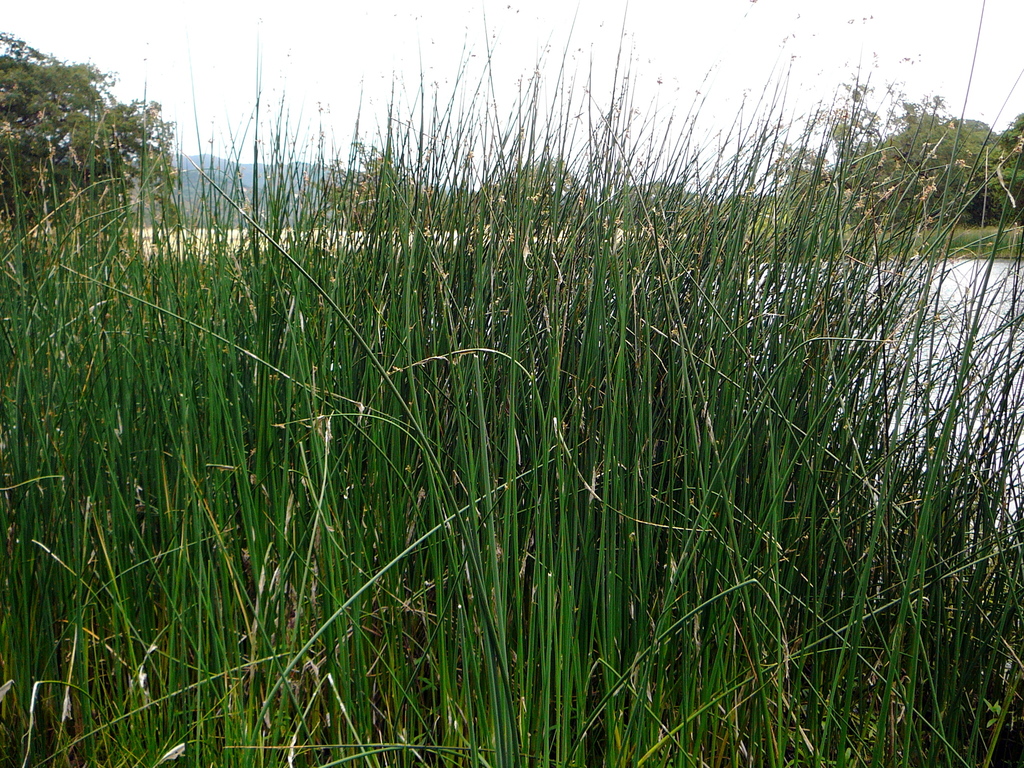 Common Tule (Los Osos Elfin Forest - Vascular Plants) · iNaturalist