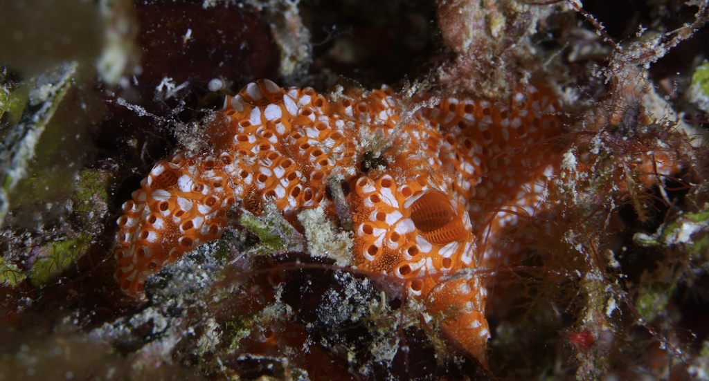 ladder ascidian from Wakatobi Regency, South East Sulawesi, Indonesia ...