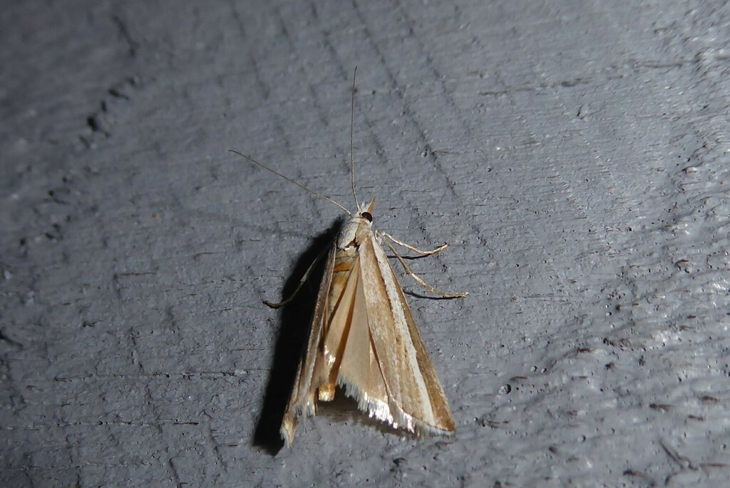 Common Grass Moth from Waikouaiti, New Zealand on April 5, 2024 at 09: ...
