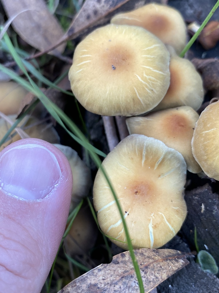 Sulphur Tuft from Tidbinbilla Nature Reserve, Paddys River, ACT, AU on ...