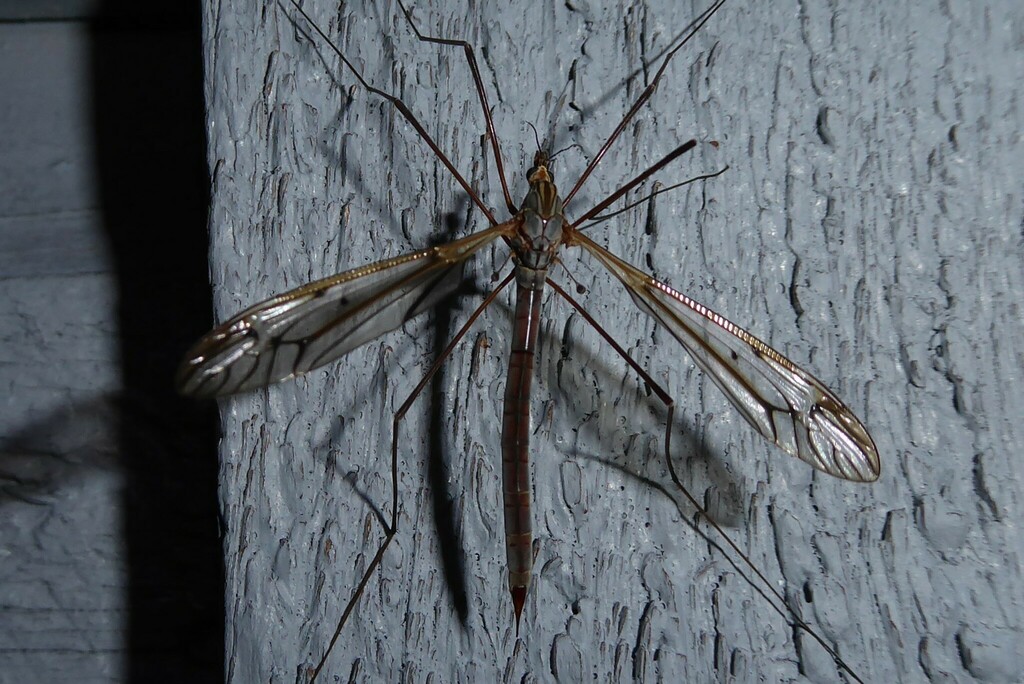 Swamp Crane Fly from Waikouaiti, New Zealand on April 6, 2024 at 08:21 ...
