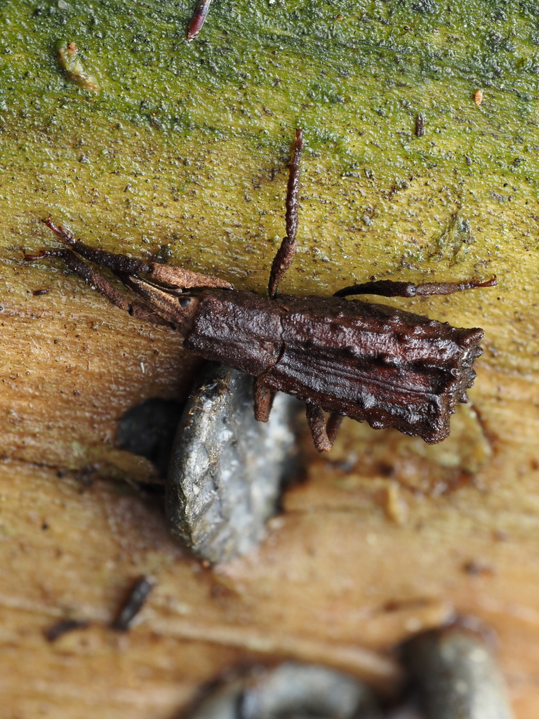 Cuneopterus conicus from Pukeiti 4374, New Zealand on April 16, 2024 at ...
