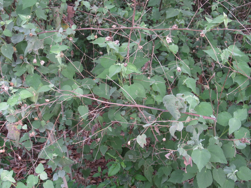 Anglestem Indian Mallow from Hidalgo County, TX, USA on April 27, 2019 ...