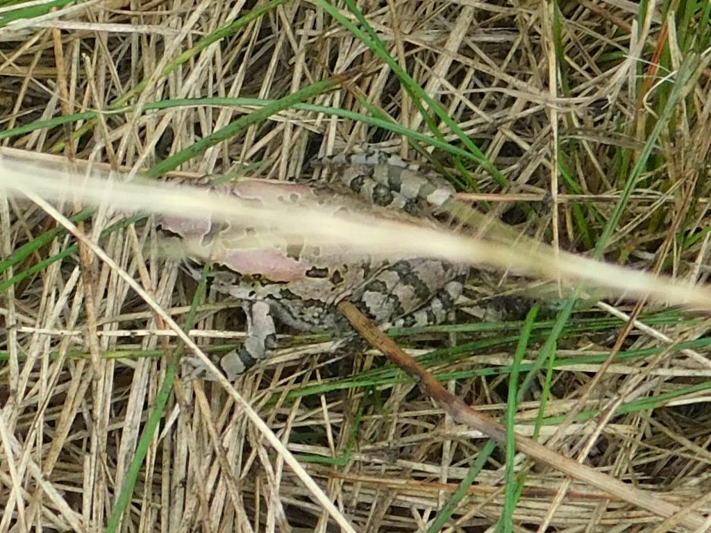 Raucous Toad from Sandpit Greyton, 7233, South Africa on April 15, 2024 ...