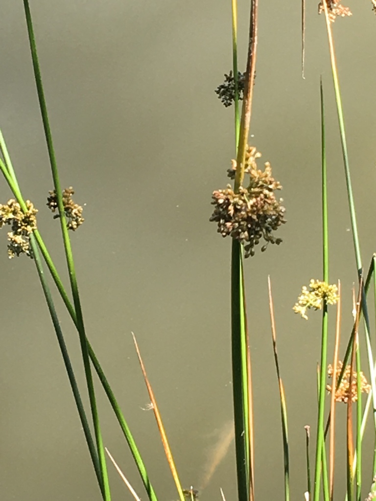 Soft Rush (Juncus effusus) - Botanical Realm