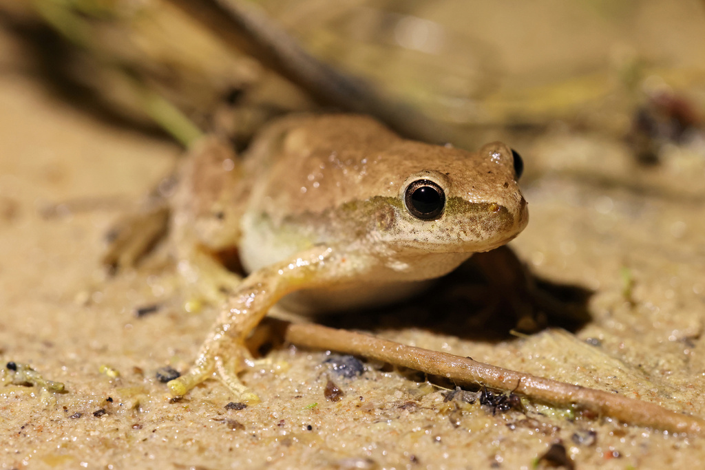 Desert Tree Frog from Fort Grey Basin, Tibooburra, NSW, AU on April 5, 2024 at 08:52 PM by Tom ...
