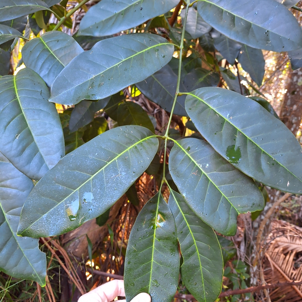 Queensland-maple from Mount Nathan QLD 4211, Australia on April 16 ...