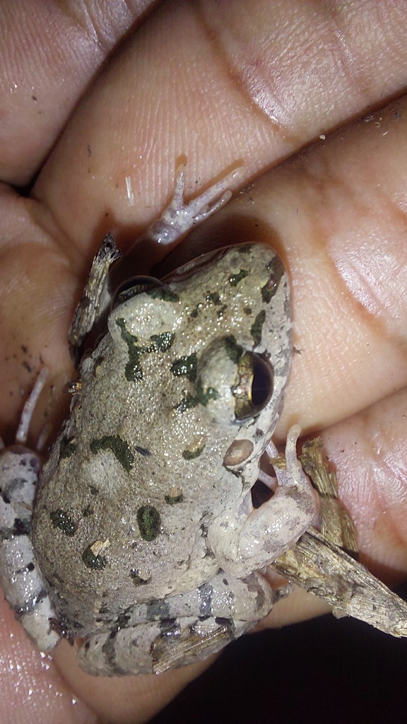 Smooth-skinned Ditch Frog from Trinidad, Casanare, Colombia on April 15 ...