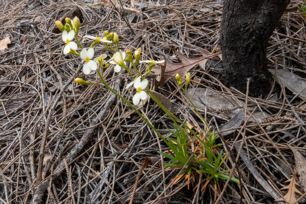 Stylidium glandulosissimum - plant details - WorldFloraDB