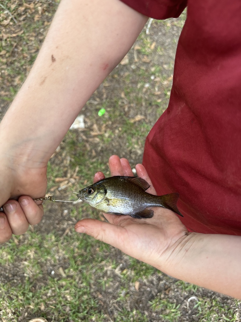 Bluegill from Thrash St, Pine Hill, AL, US on April 15, 2024 at 06:12 ...