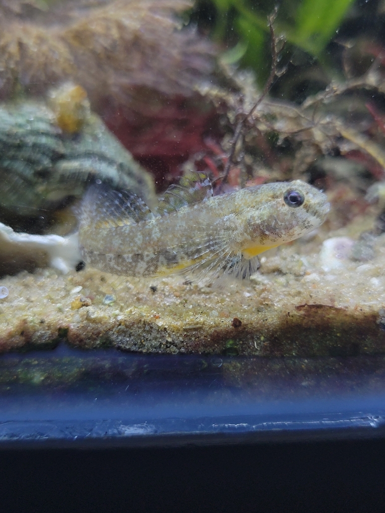 Code Goby from Nueces County, US-TX, US on March 23, 2024 by Adrian ...