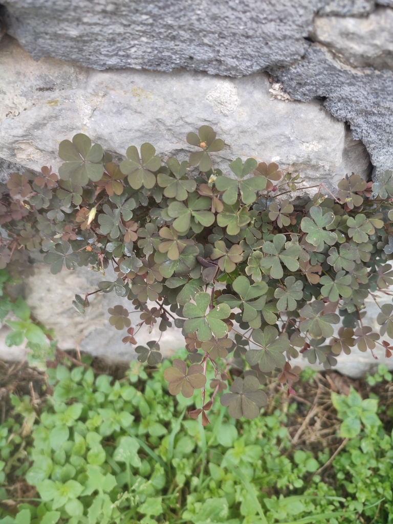 Creeping Woodsorrel from 48460 Orduña-Urduña, Biscay, Spain on April 16 ...