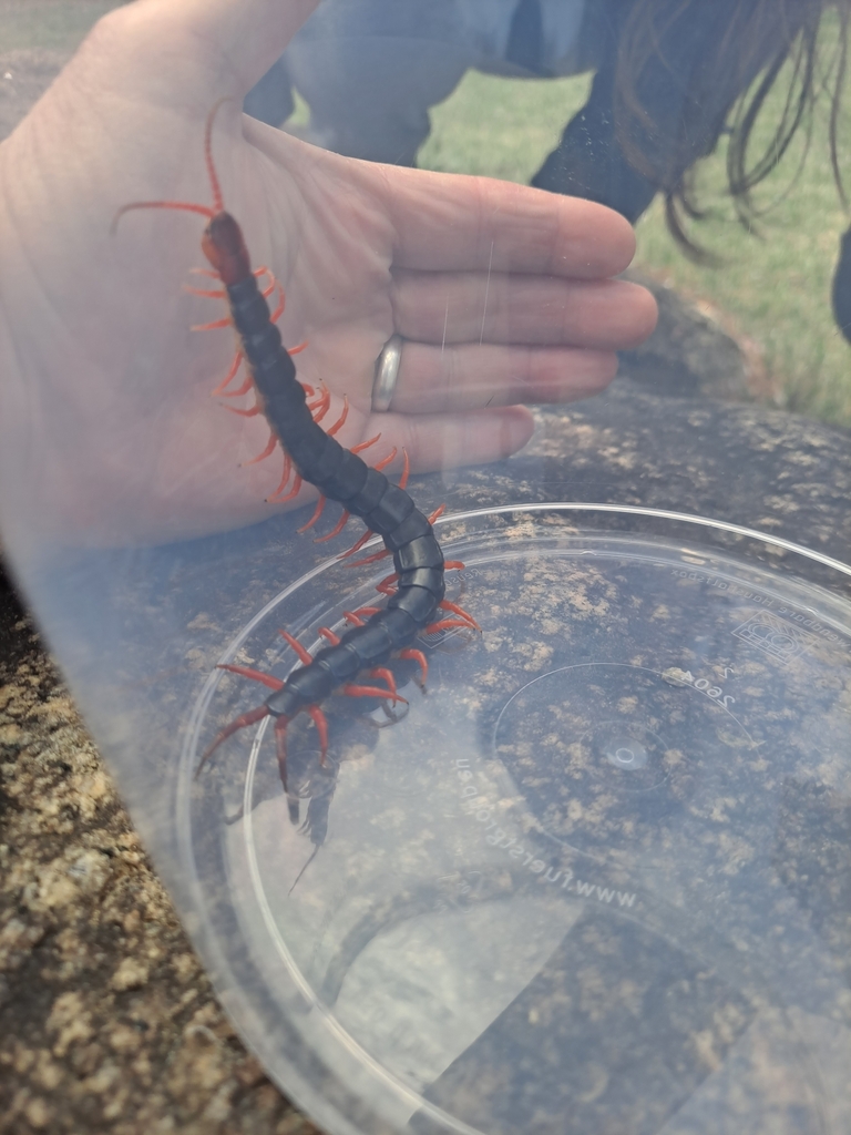 Chinese Red-headed Centipede from Geochang-gun, Gyeongsangnam-do, South ...