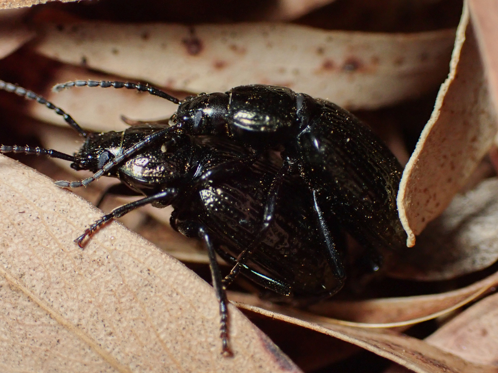 Adelium from Stockwell SA 5355, Australia on April 16, 2024 at 09:59 PM ...