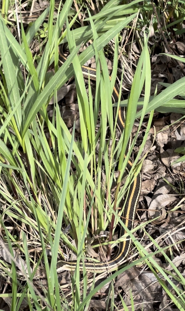 Western Ribbon Snake from North Concho River, Carlsbad, TX, US on March ...