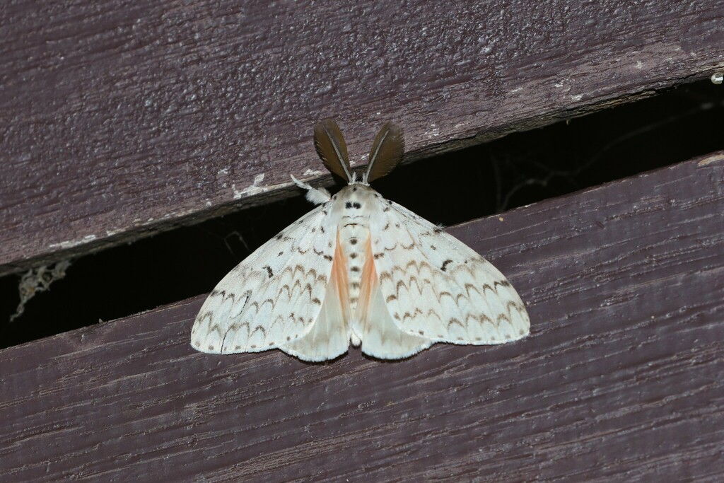 Lymantria brotea lepcha from Phu Suan Sai National Park, Tambon Saeng ...