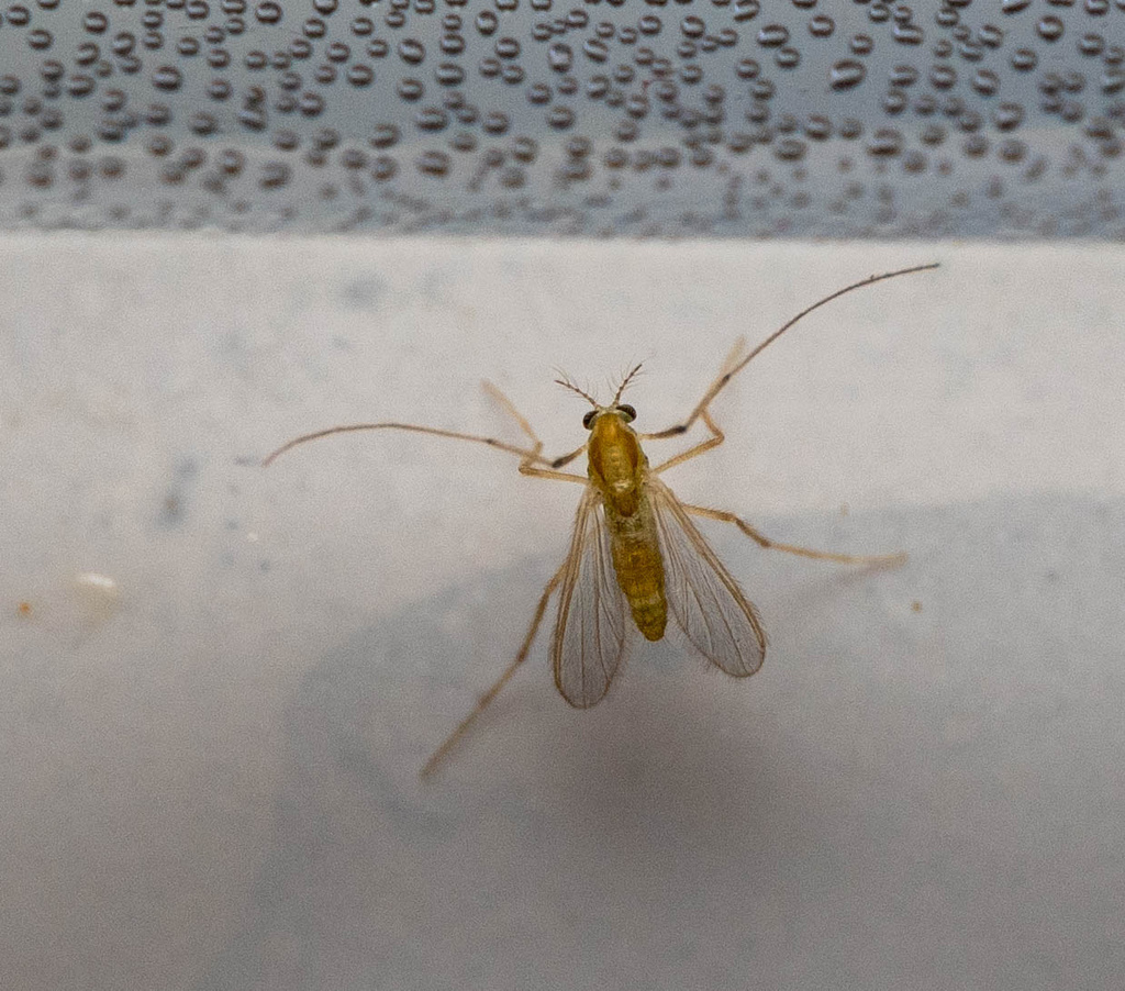 Non-biting Midges from South Llano River State Park, Junction, TX, US ...