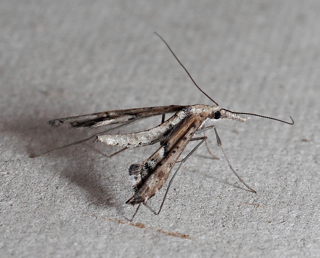 False Plume Moths from Crocus Rd, Kalamunda, WA, AU on April 16, 2024 ...